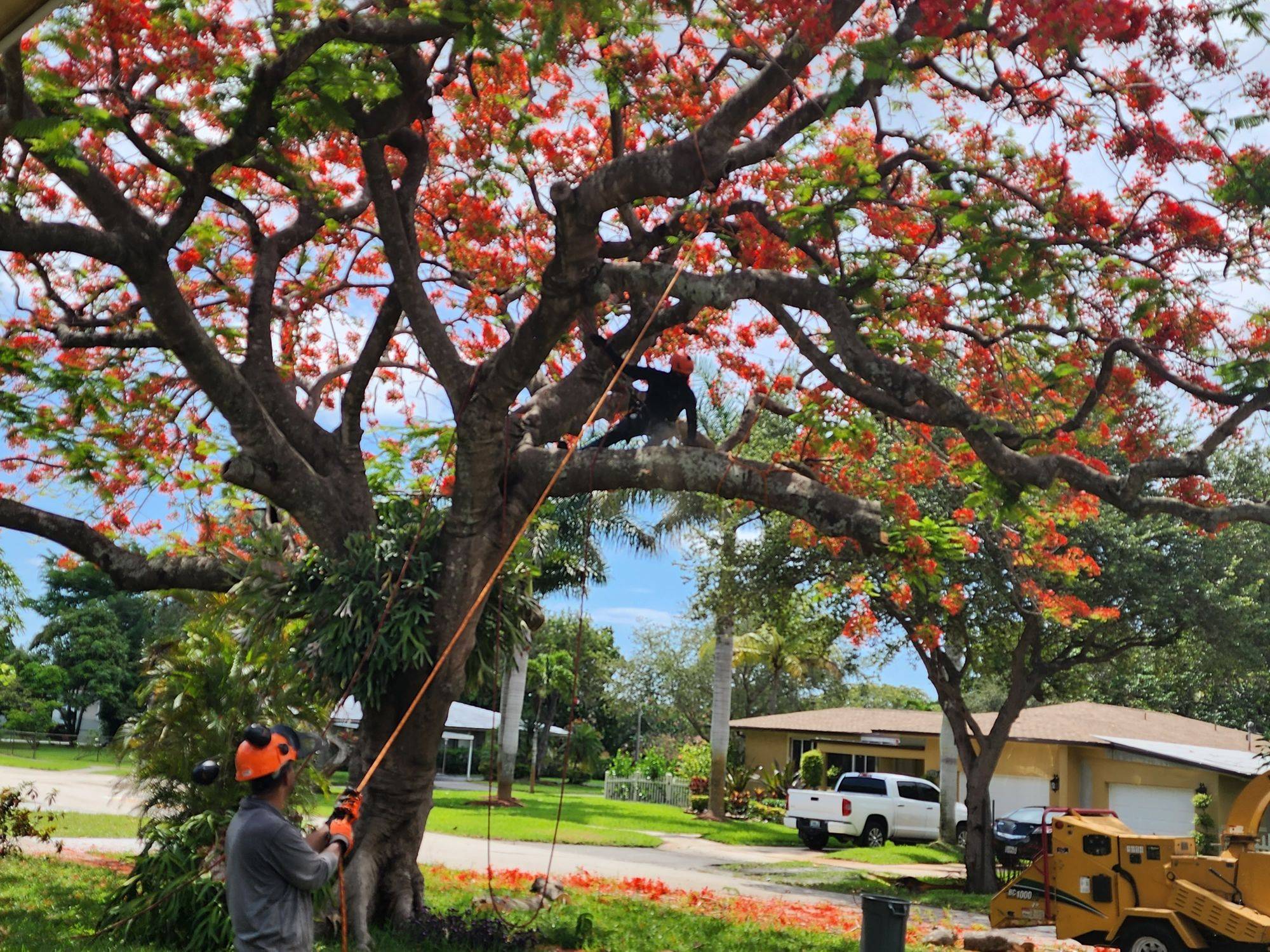 24-Hour Emergency Tree Removal in Davie, FL